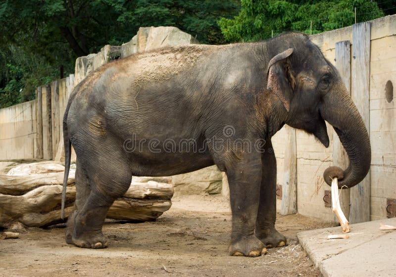 Asian Elephant Playing With Stick Stock Photo - Image of tree, body ...