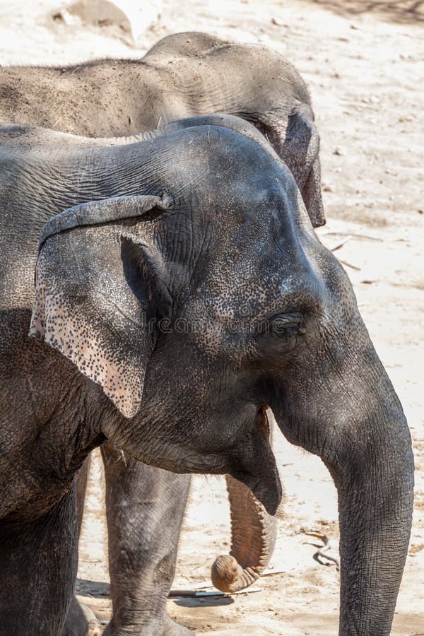 Asian Elephant stock image. Image of elephas, wildlife - 53945029