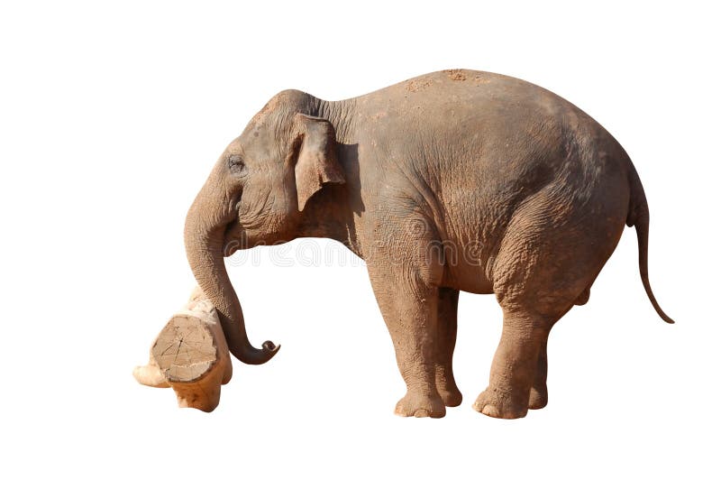 Asian Elephant Pushing The Log Stock Photo - Image: 16890298