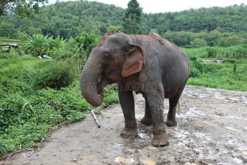 Asian elephant series 2 stock photo. Image of mammal - 353499460