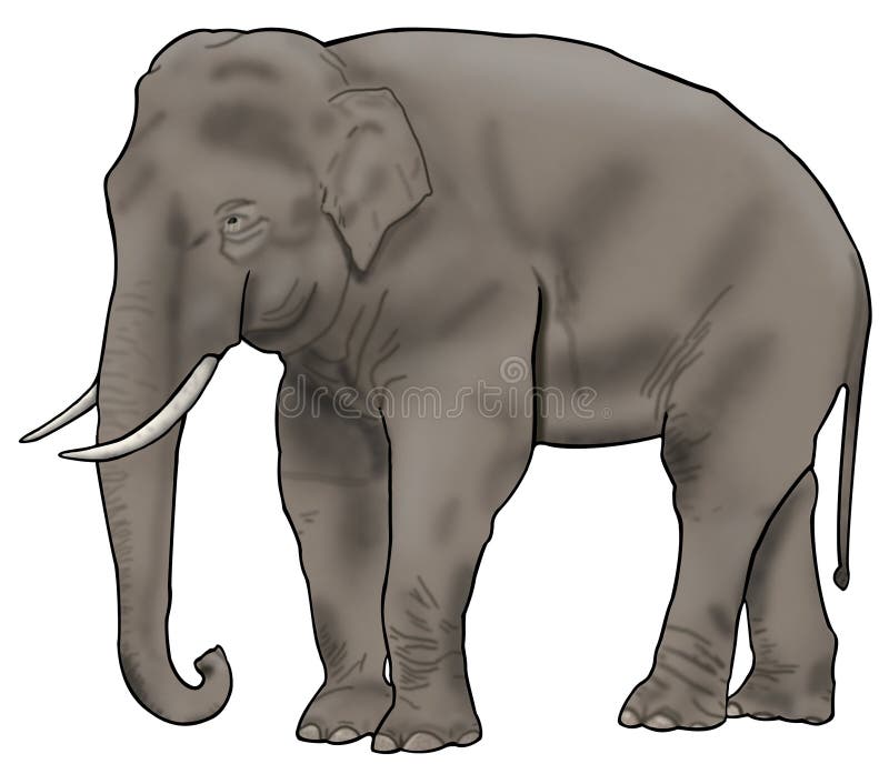 Asian Elephant Simple Illustration Stock Illustration - Illustration of ...