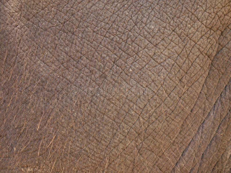 Asian Elephant Skin Closeup Stock Photo - Image of mouth, close: 22676484