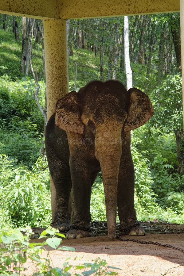 Asian Elephant Standing in a Shade Editorial Photo - Image of pond ...