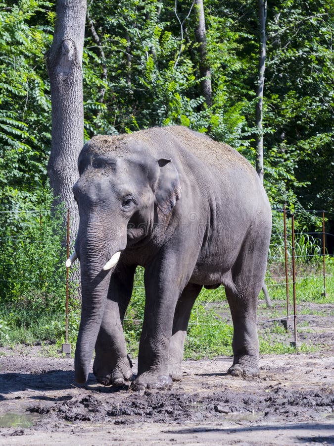 Asian Elephant is Walking in a Forest Enclosure Stock Photo - Image of ...