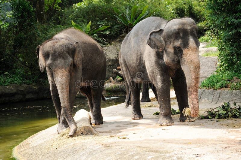 109 Asian Elephants Singapore Stock Photos - Free & Royalty-Free Stock ...