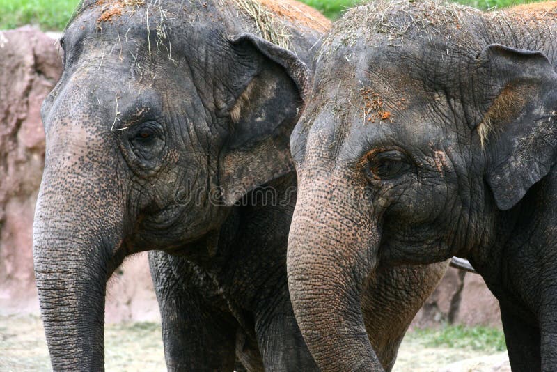 Asian Elephants stock photo. Image of wild, cute, wildlife - 9052952