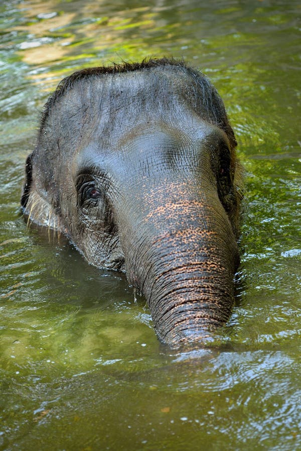 Asian Elephants stock image. Image of tusk, asian, nature - 40748405