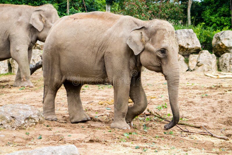 Asian Elephants stock photo. Image of little, mother - 43003318