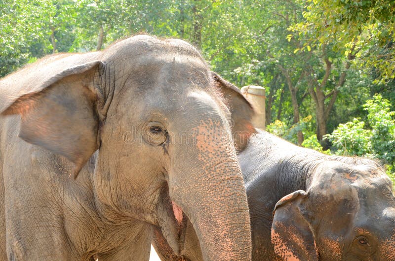 Asian Elephants stock image. Image of maximus, herd, female - 30439621