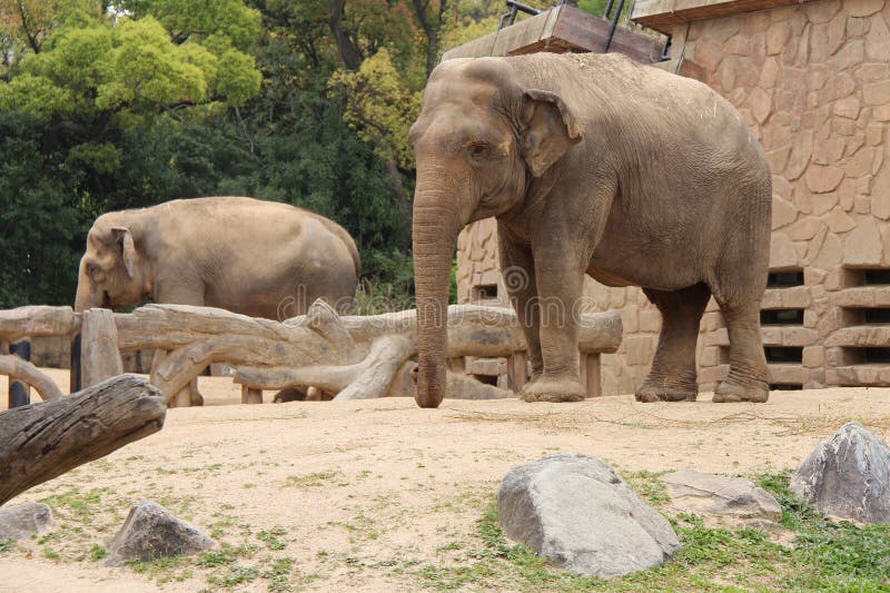 Asian Elephants - Osaka - Japan Stock Image - Image of asian, animal ...