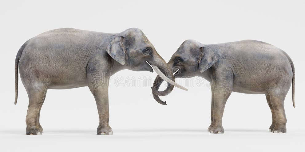 Asian Elephants stock illustration. Illustration of asiatic - 134008750