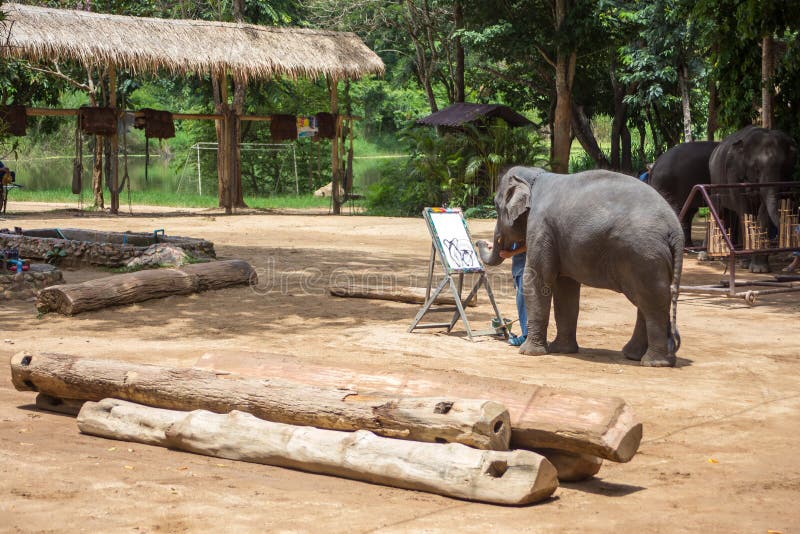 Asian Elephants at Thai Elephant Conservation Center Stock Image ...
