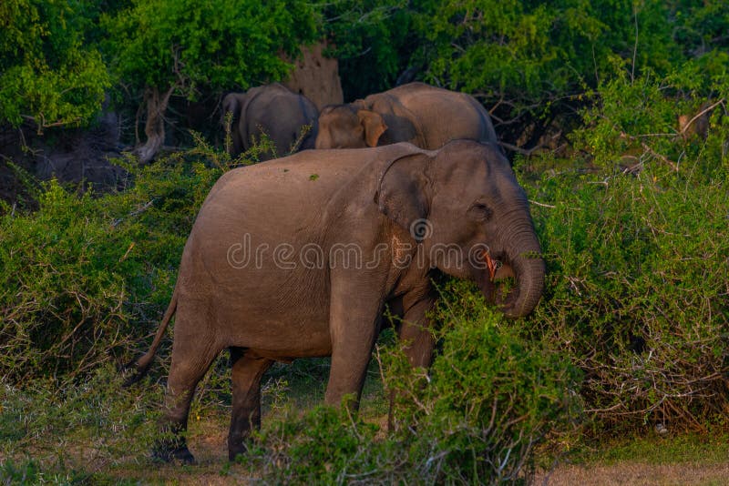 Asian Elephants at Yala National Park in Sri Lanka Stock Photo - Image ...