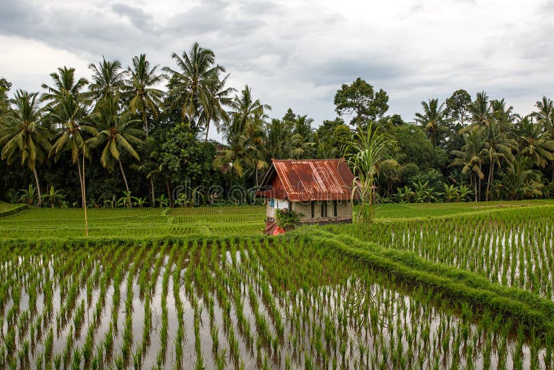 Asian Farm. House with Rice Fields and Palm Jungle on Background Stock ...