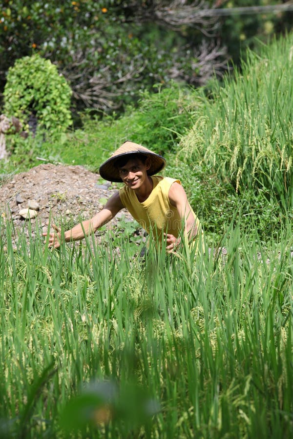 An Asian Farmer Stands in a Rice Field. Stock Image - Image of happy ...