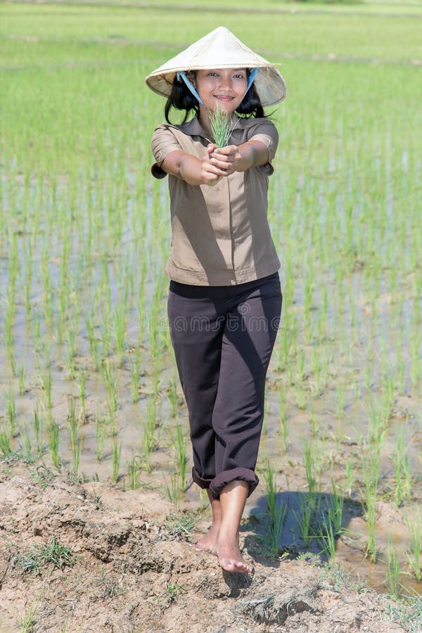 Asian Farmer in the Rice Field Stock Image - Image of cultivation ...