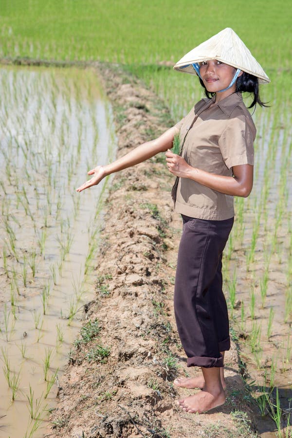 Asian Farmer is Collecting Her Organics Free Range Hen Eggs in the ...