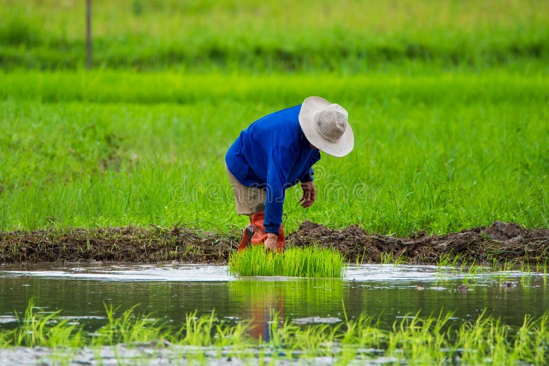 Asian Farmer Transplant Rice Seedlings In Rice Field,Farmer Editorial ...