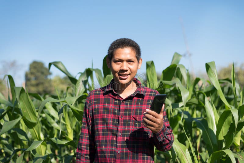 Asian Farmer Using Smartphone in Corn Field Stock Image - Image of ...