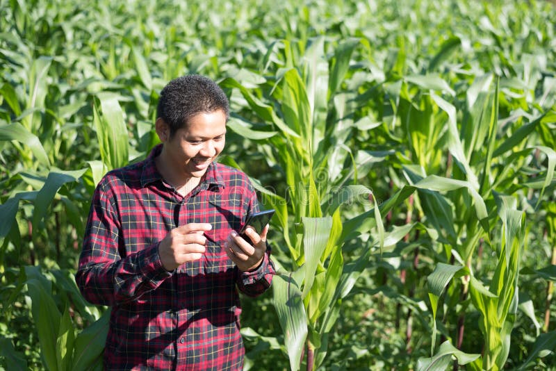 Asian Farmer Using Smartphone in Corn Field Stock Image - Image of ...