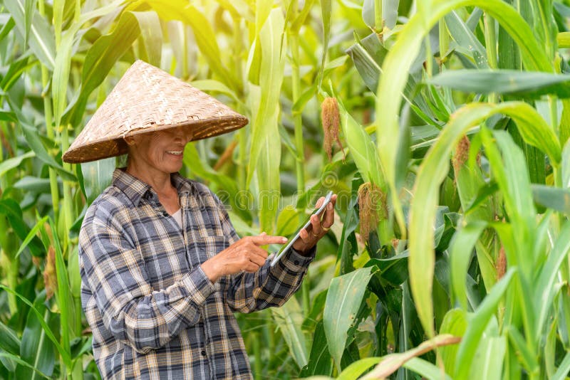 Asian Farmer Using Technology of Tablet Inspecting Corn in Field ...