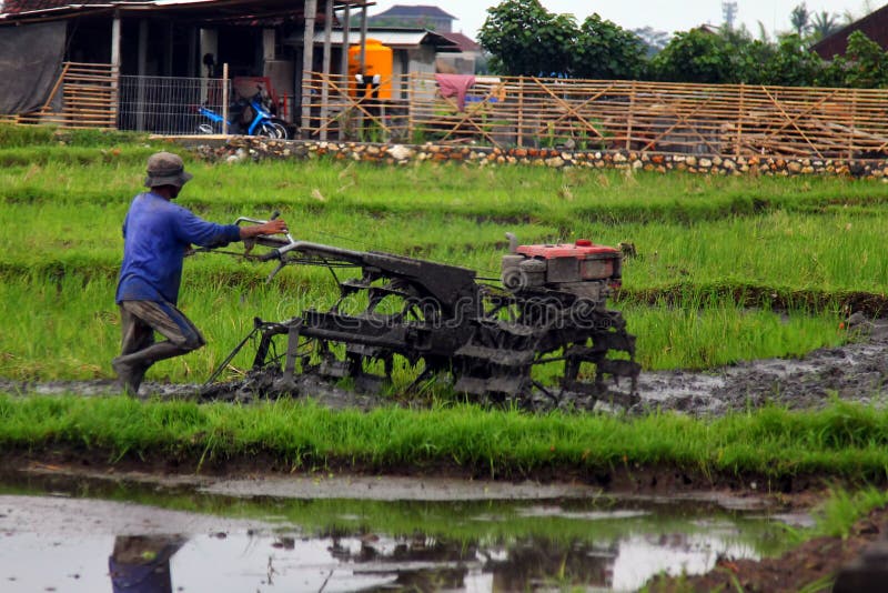 Asian Farmer Working. Plowing Rice Fields. Knee-deep in the Mud Stock ...