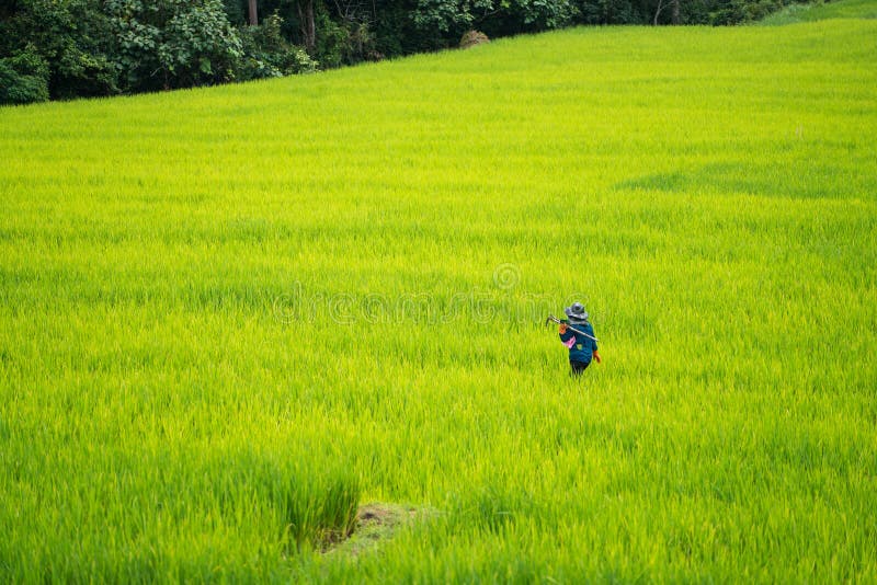 Asian Farmer Working in the Rice Field Stock Photo - Image of farmers ...