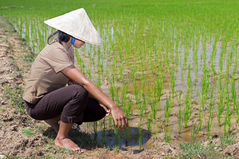 Asian farmer stock photo. Image of agriculture, people - 39472778