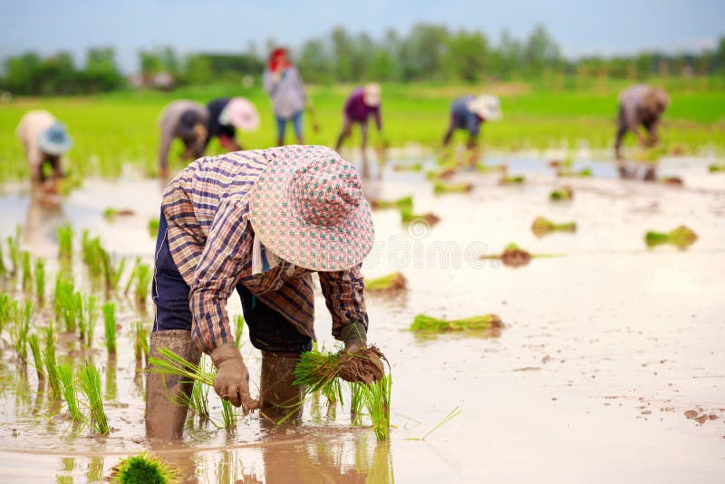 Farmers are planting rice editorial stock image. Image of growth - 35613264