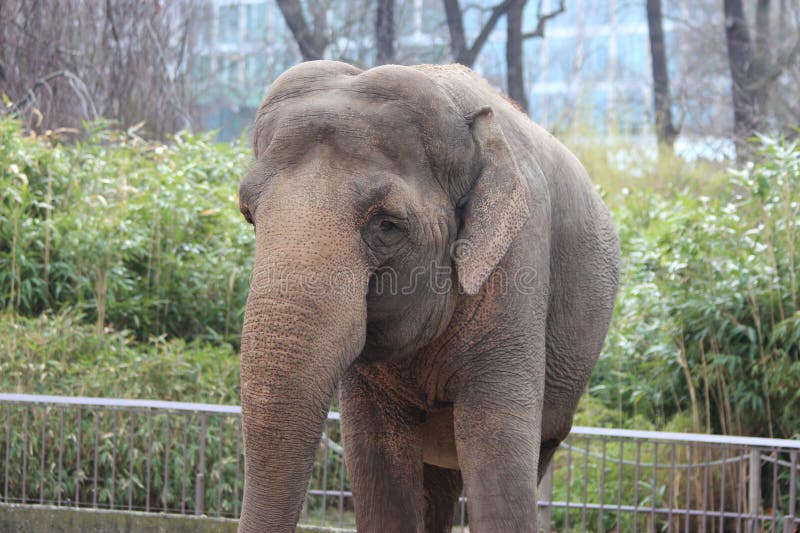 An Asian Female Elephant Smiling Stock Image - Image of female, asian ...