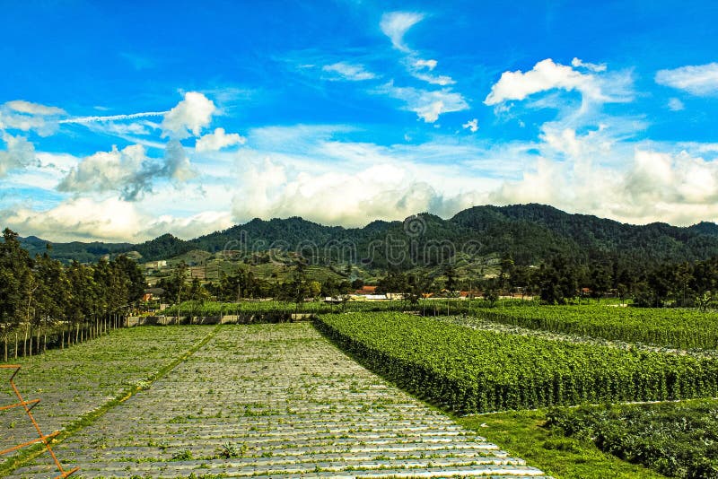 Asian Fields and Mountain Beautiful Landscape in Bandung. West Java ...
