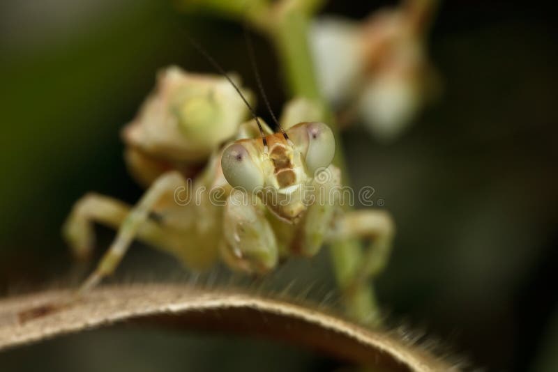 Asian Flower Mantis stock photo. Image of insect, close - 10727674
