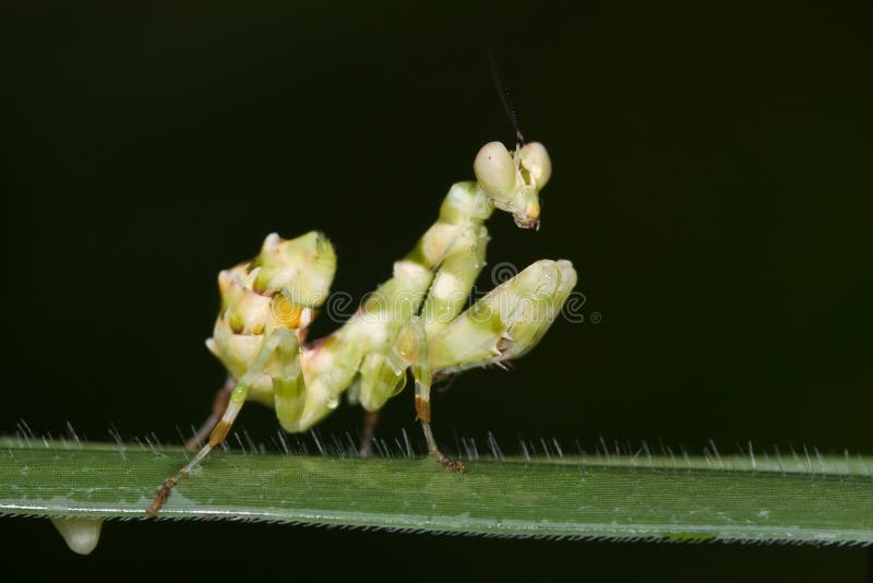 An asian flower mantis stock photo. Image of banded, green - 12090758