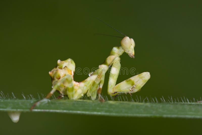 An asian flower mantis stock image. Image of grass, antenna - 12090943