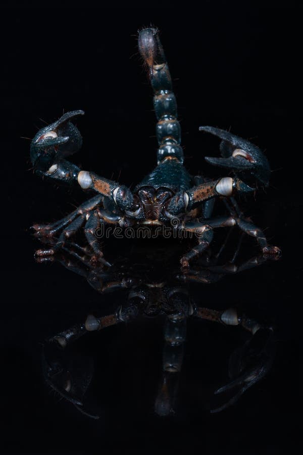 Asian Forest Scorpion stock image. Image of reflection - 201018985