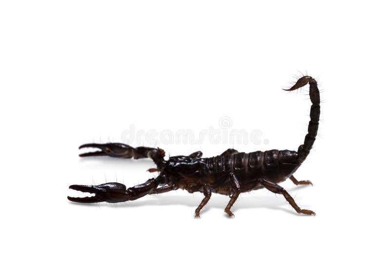 Angry Scorpio Stock Photos - Free & Royalty-Free Stock Photos from ...