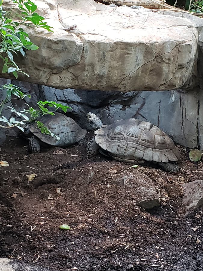 Asian Forest Tortoise stock image. Image of asian, tortoise - 152830257