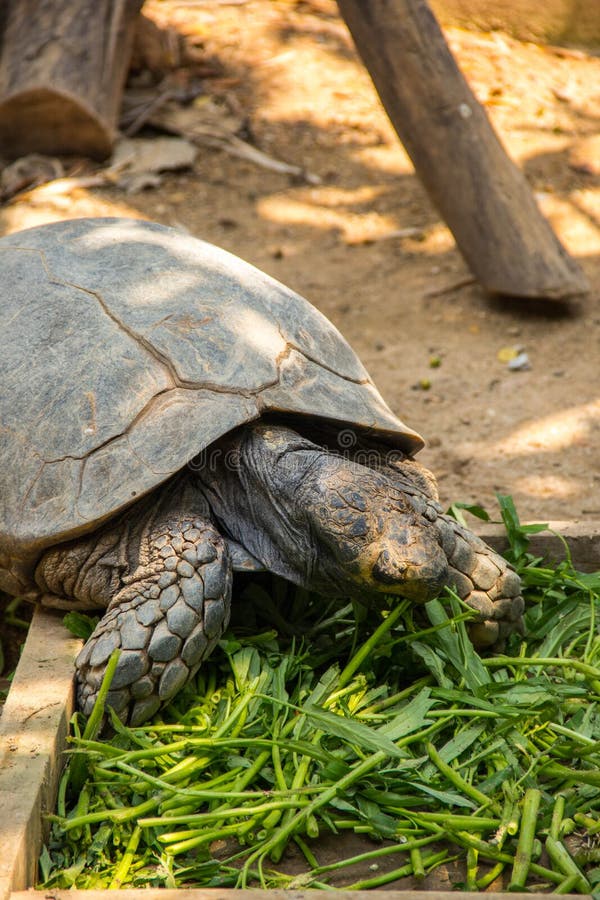 Asian forest tortoise stock image. Image of head, carapace - 67275837