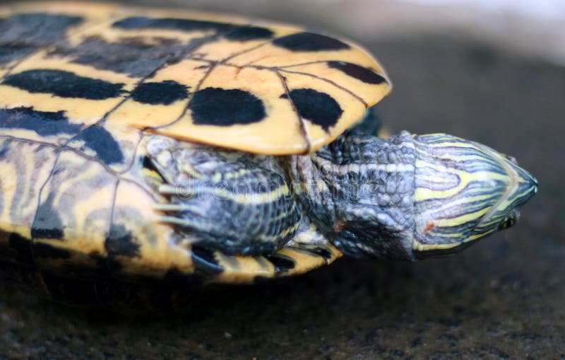 Turtle Upside Down Stock Photos - Free & Royalty-Free Stock Photos from ...