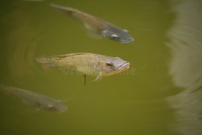 Asian freshwater fish stock photo. Image of fish, water - 83682768
