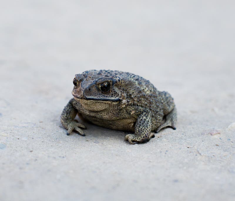 Asian Frog Sitting on a Floor Stock Photo - Image of lizard, wildlife ...