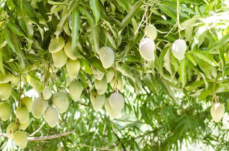 2,049 Indian Green Mangoes Stock Photos - Free & Royalty-Free Stock ...