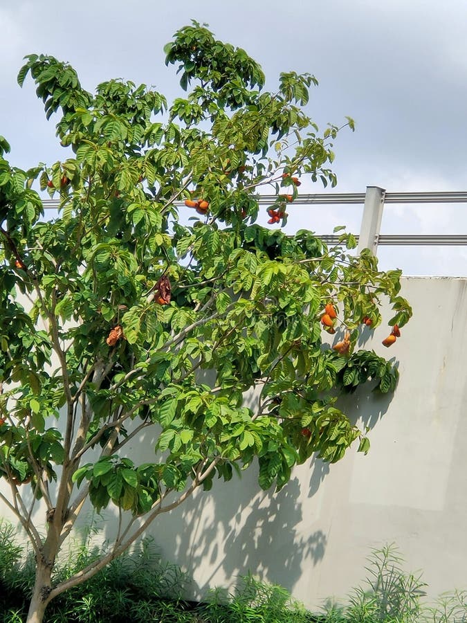 Asian Fruit Tree, during April-May Stock Photo - Image of april, asian ...