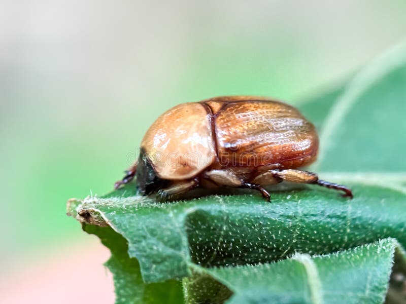 The Asian Garden Beetle (Maladera Formosae) Stock Photo - Image of ...