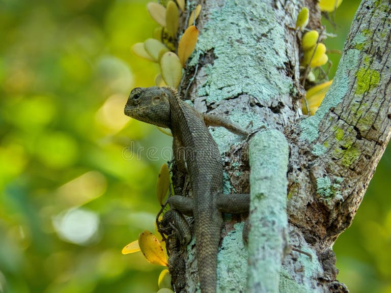 Asian Gecko on a Parasitic Tree Branch Stock Photo - Image of iguana ...