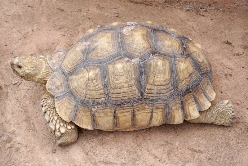 Tertle Stock Photos - Free & Royalty-Free Stock Photos from Dreamstime