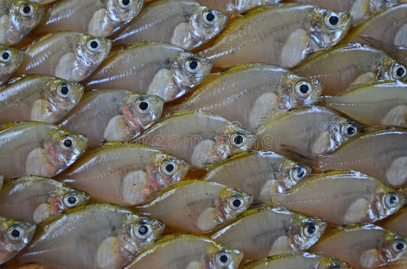 Asian glassfish herd stock photo. Image of aquarium, transparency ...