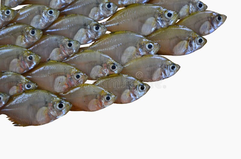 Asian glassfish herd stock image. Image of betta, fish - 97131201