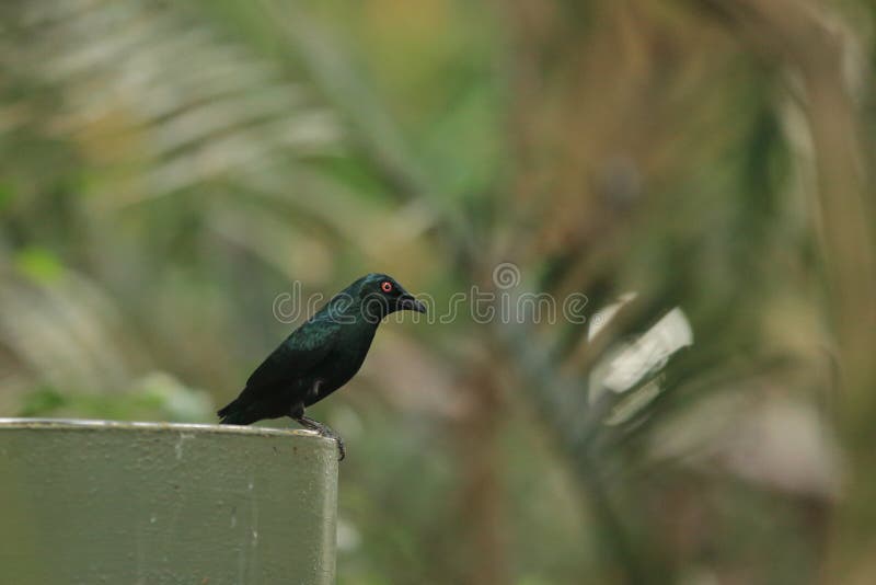 The Asian Glossy Starling Bird Stock Photo - Image of branch, color ...