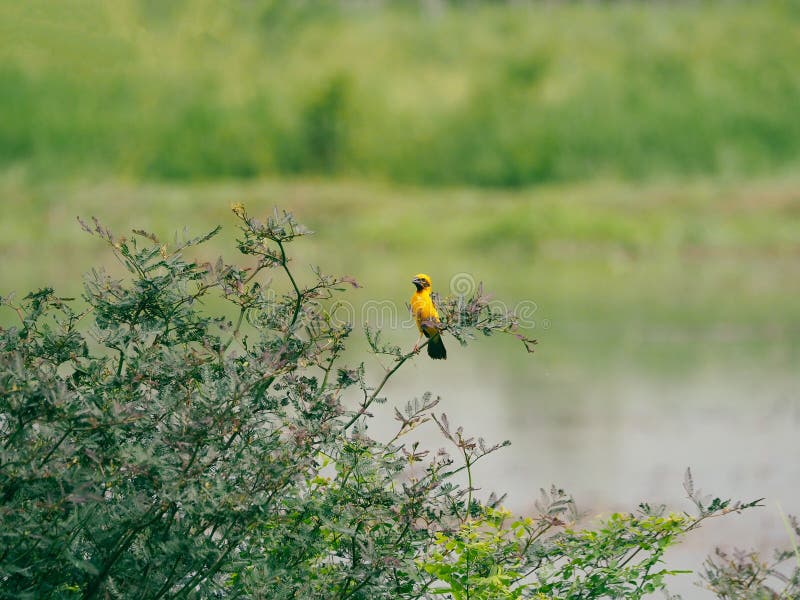 Asian Golden Weaver Birds Animal Feather Fly Stock Image - Image of ...